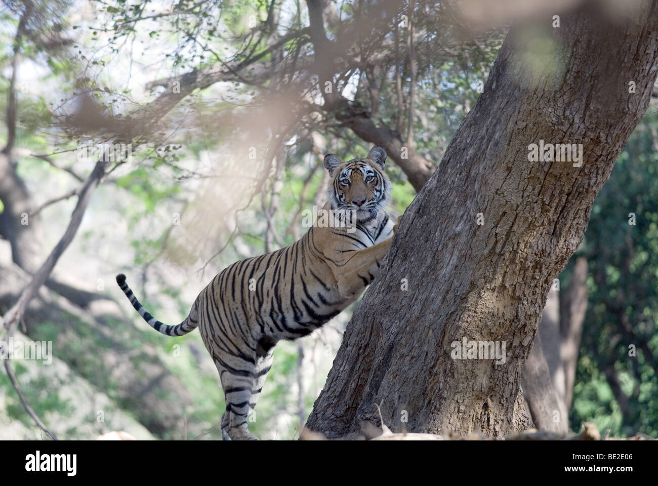 Tiger stretching on tree Stock Photo - Alamy