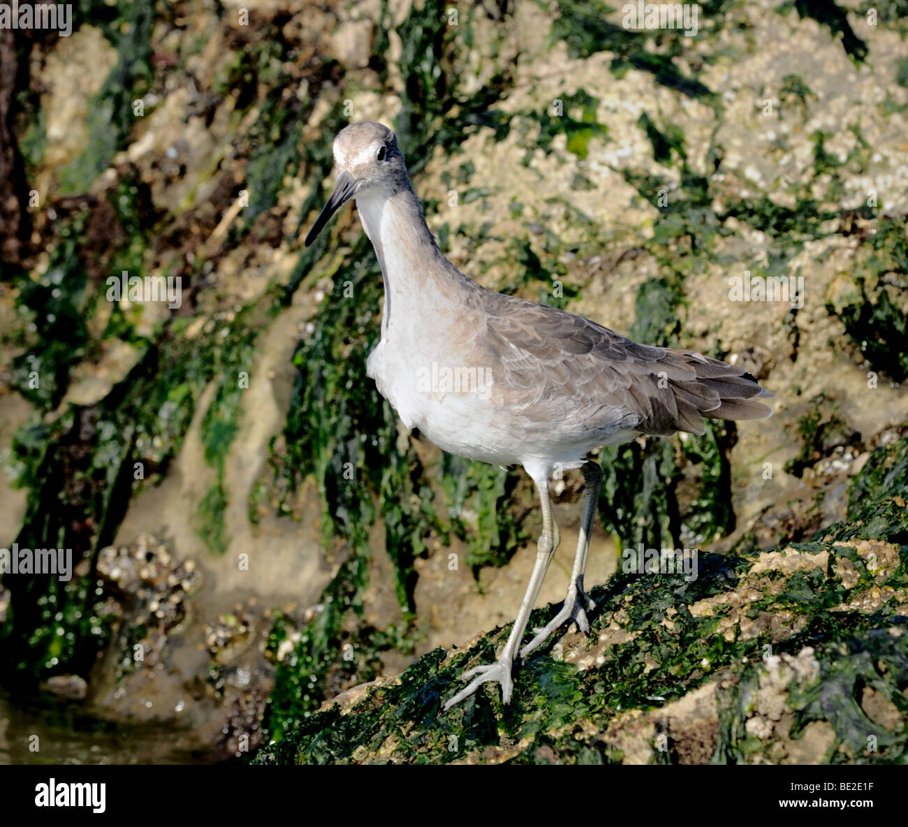 Willet on a beach hi-res stock photography and images - Alamy