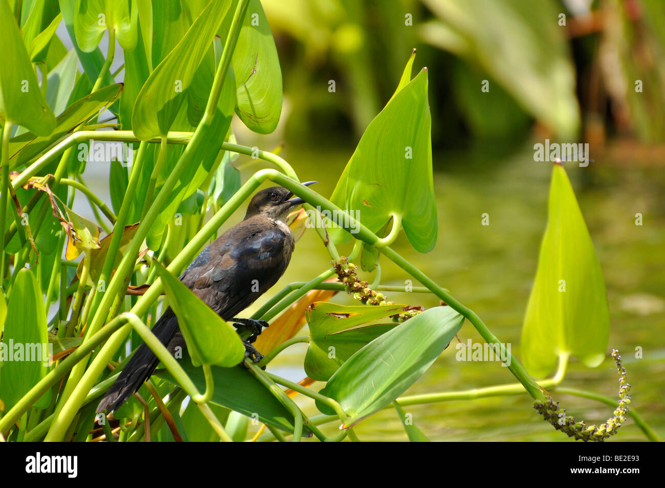 Brown headed cow bird Stock Photo - Alamy
