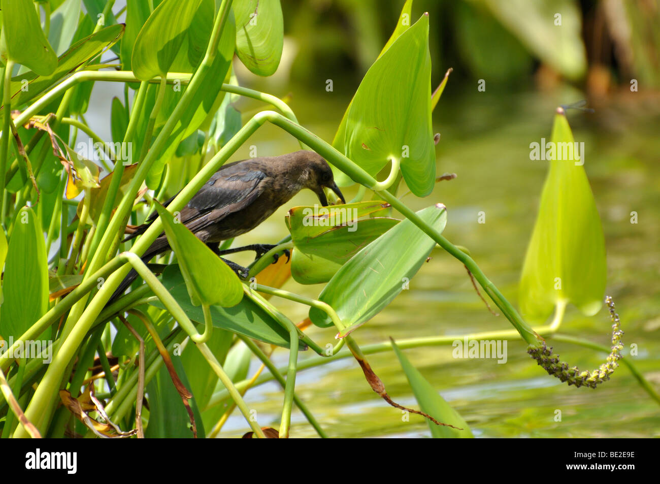 Cow bird hi-res stock photography and images - Alamy