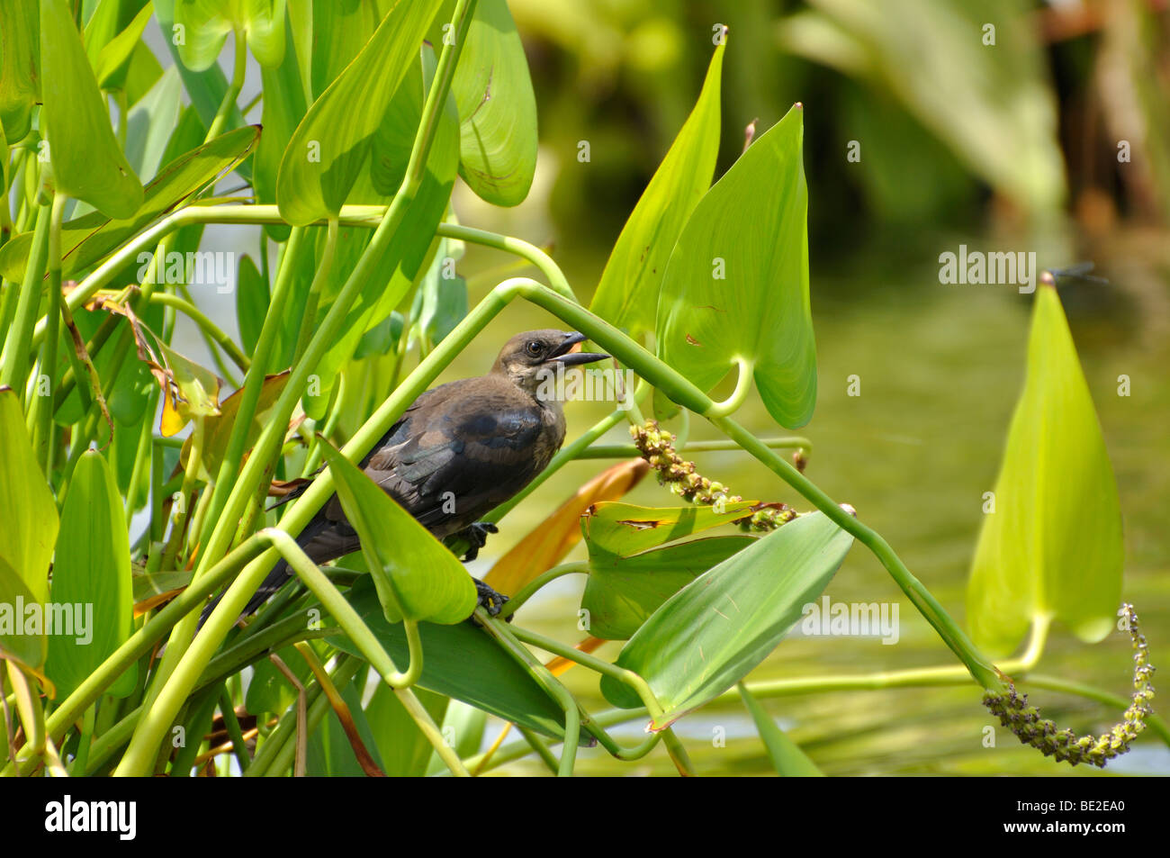 Brown headed cow bird Stock Photo - Alamy