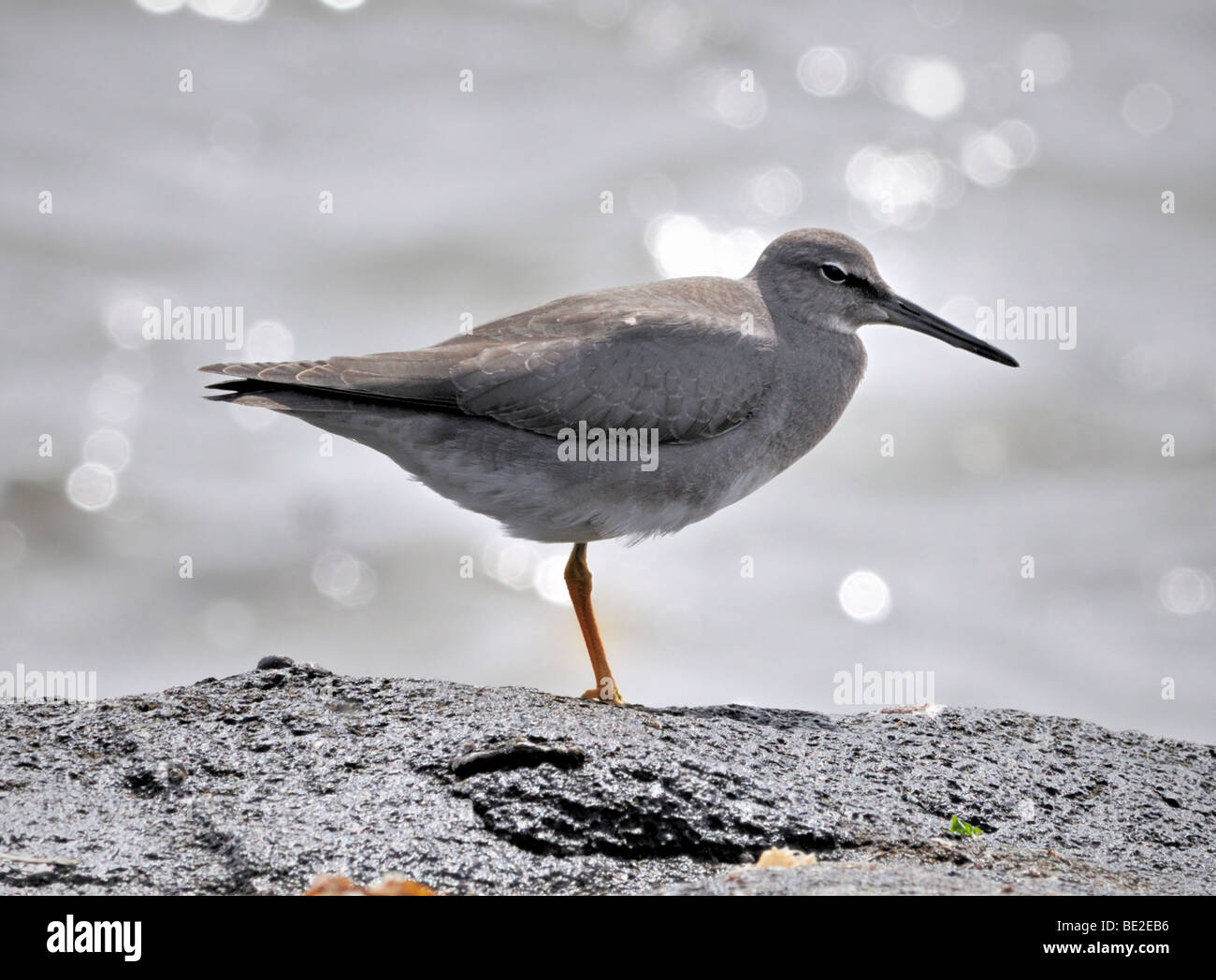 A Wandering Tattler (Tringa incana) perches on a wet coastal rock, its ...