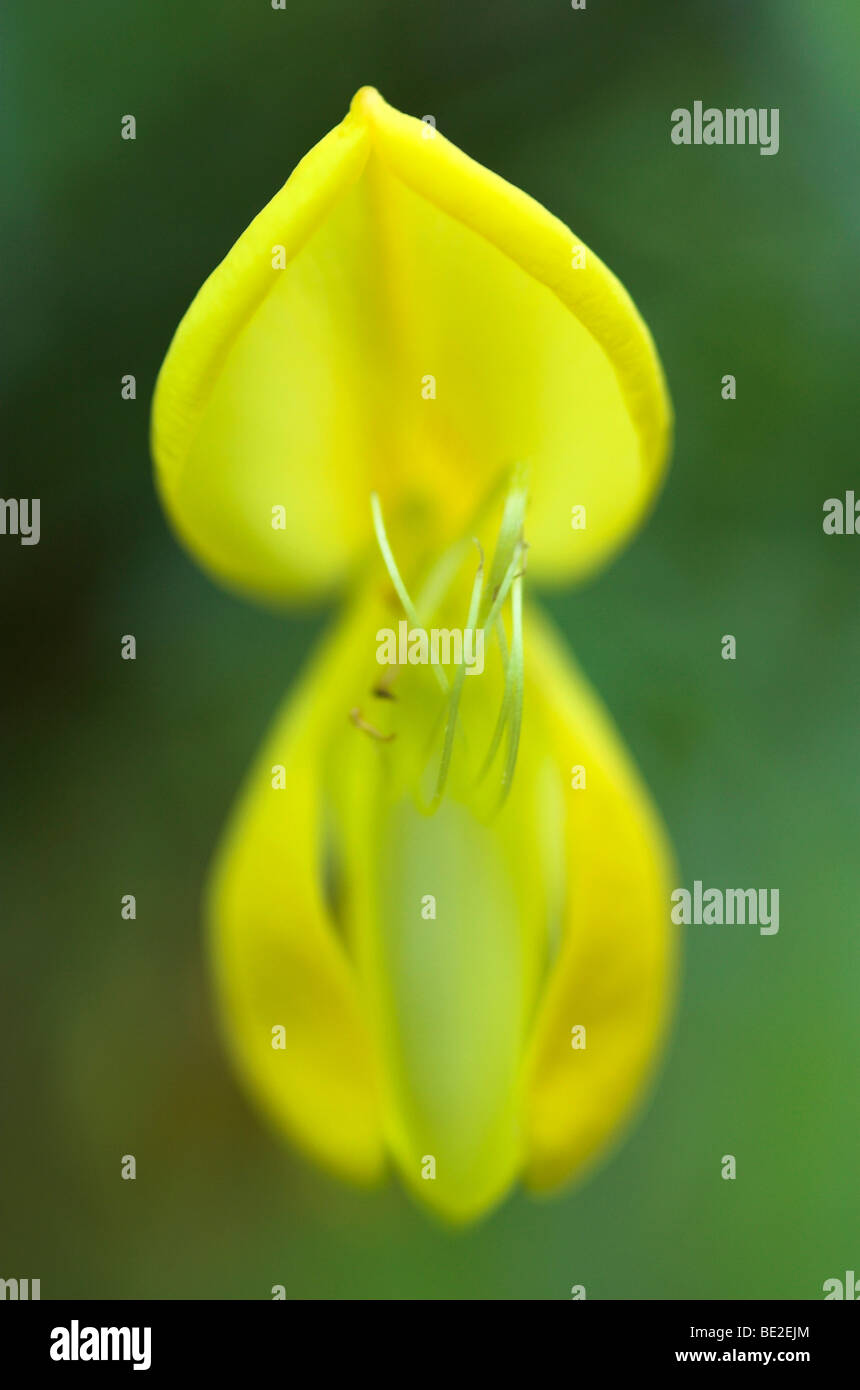 Meadow vetchling (lathyrus pratensis) hi-res stock photography and ...