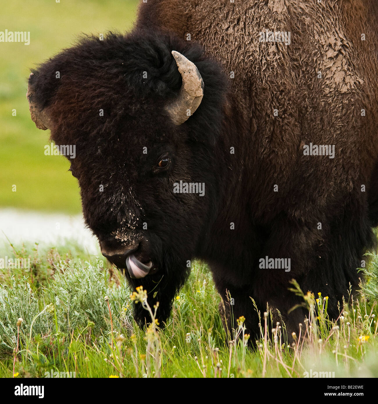 Bison buffalo horns tongue hi-res stock photography and images - Alamy