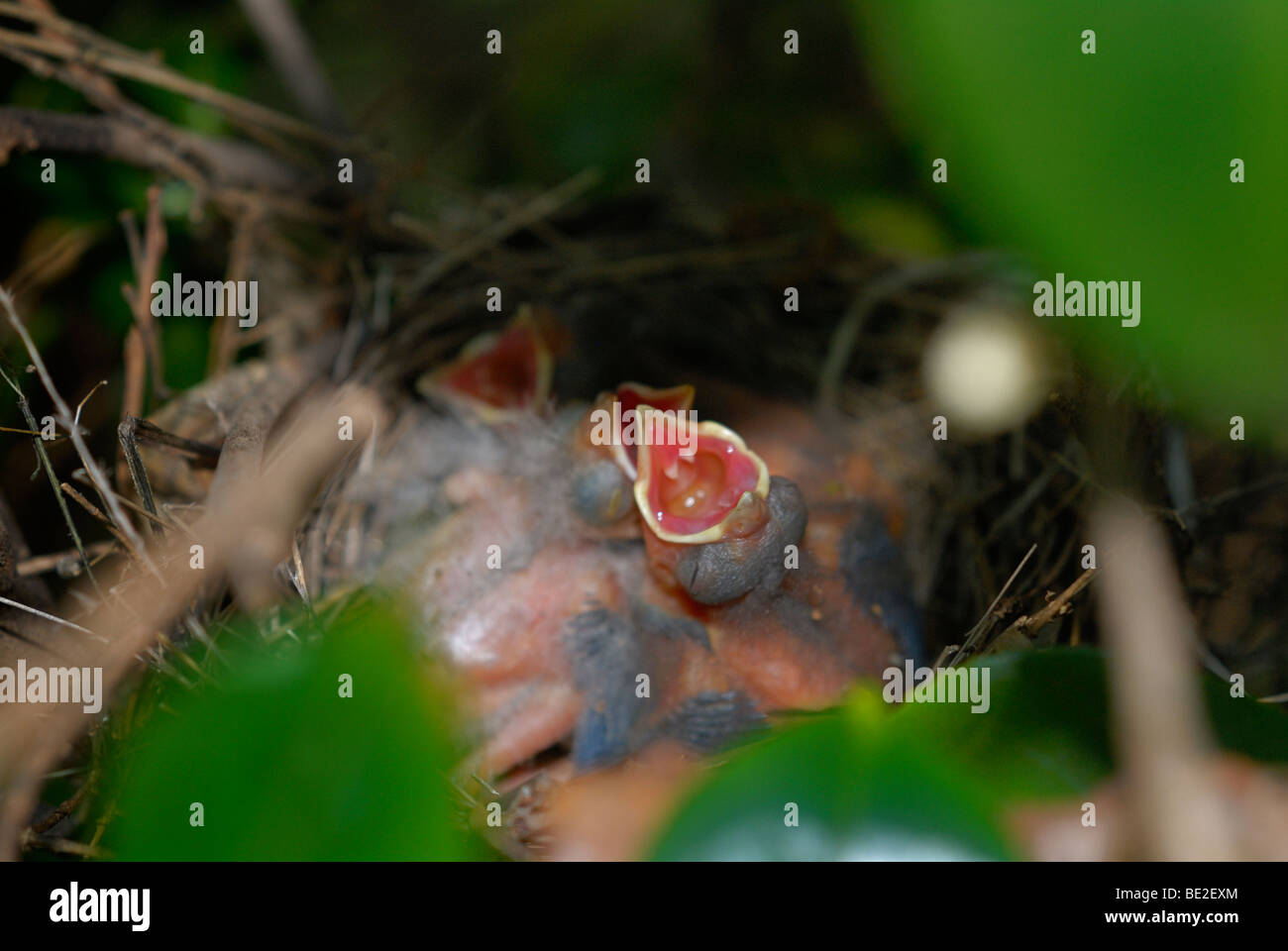Cardinal nest hi-res stock photography and images - Alamy