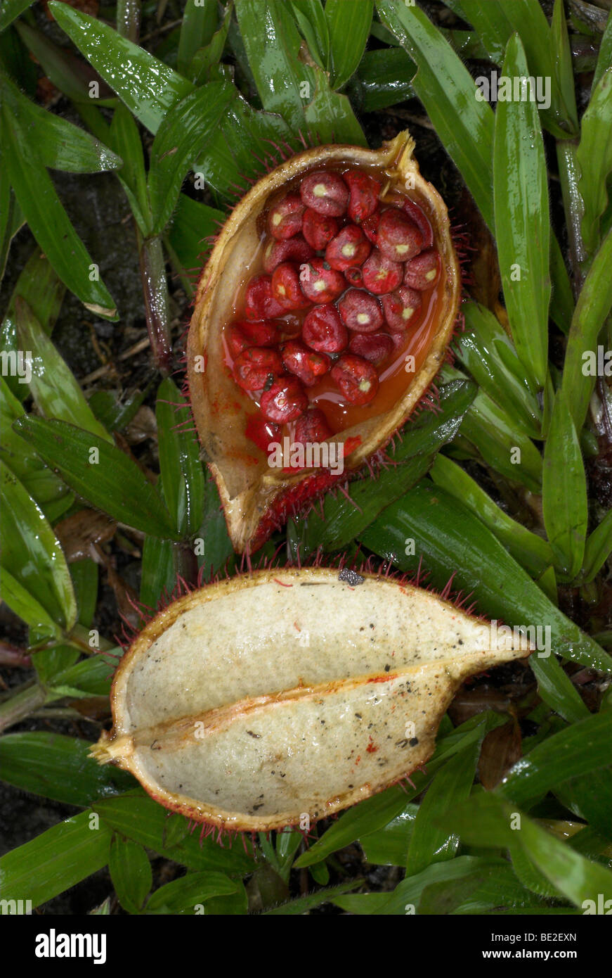 Seed pod open with red berries inside Manu Peru tropical jungle crushed ...