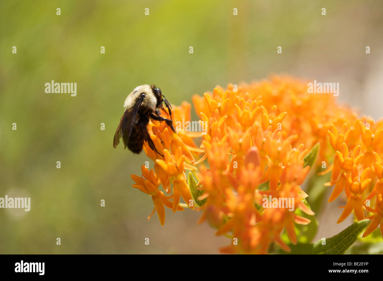 Bumble bee on butterfly weed Stock Photo - Alamy