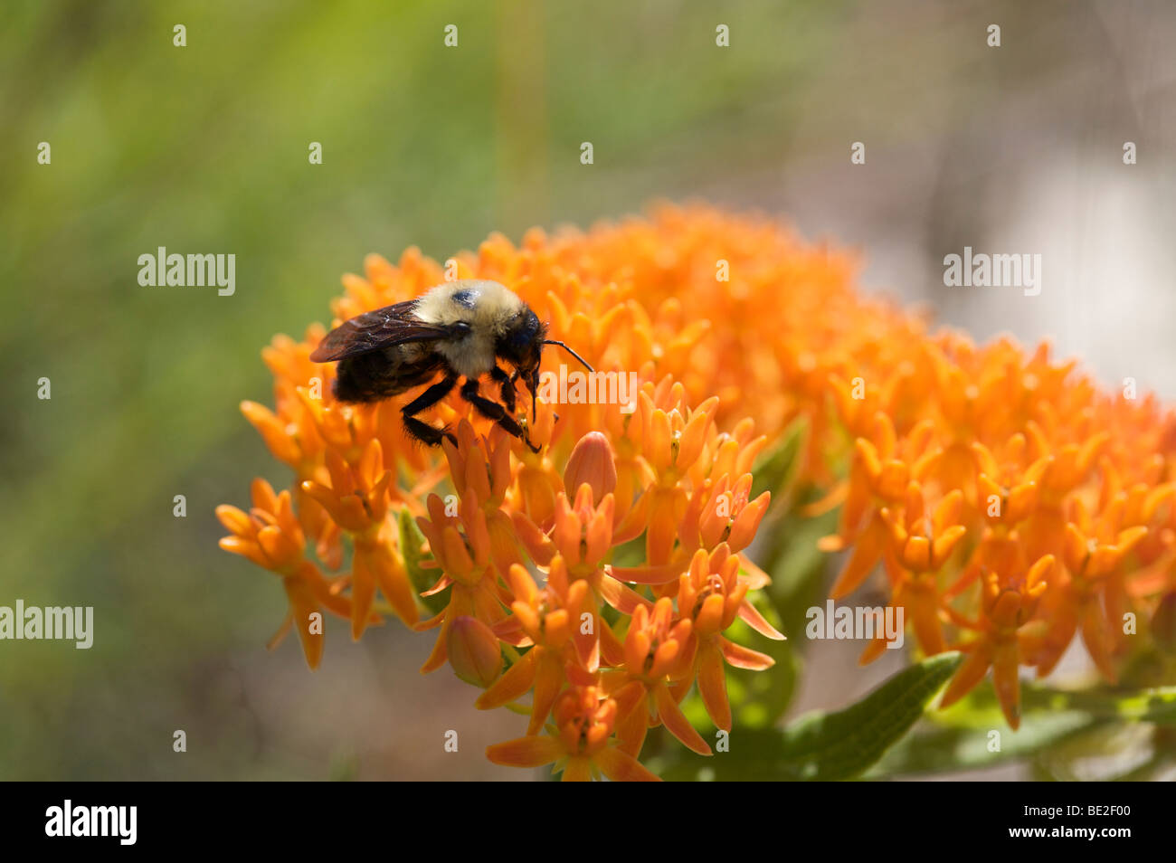 Bumble bee on butterfly weed Stock Photo - Alamy