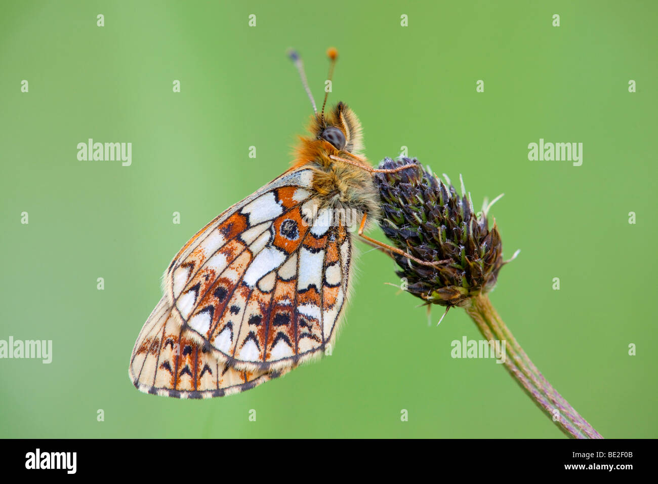 small pearl bordered fritillary butterfly; Clossiana selene Stock Photo ...