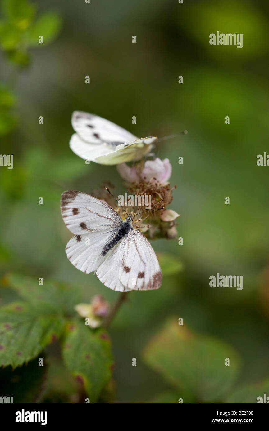 Small british butterfly hi-res stock photography and images - Alamy
