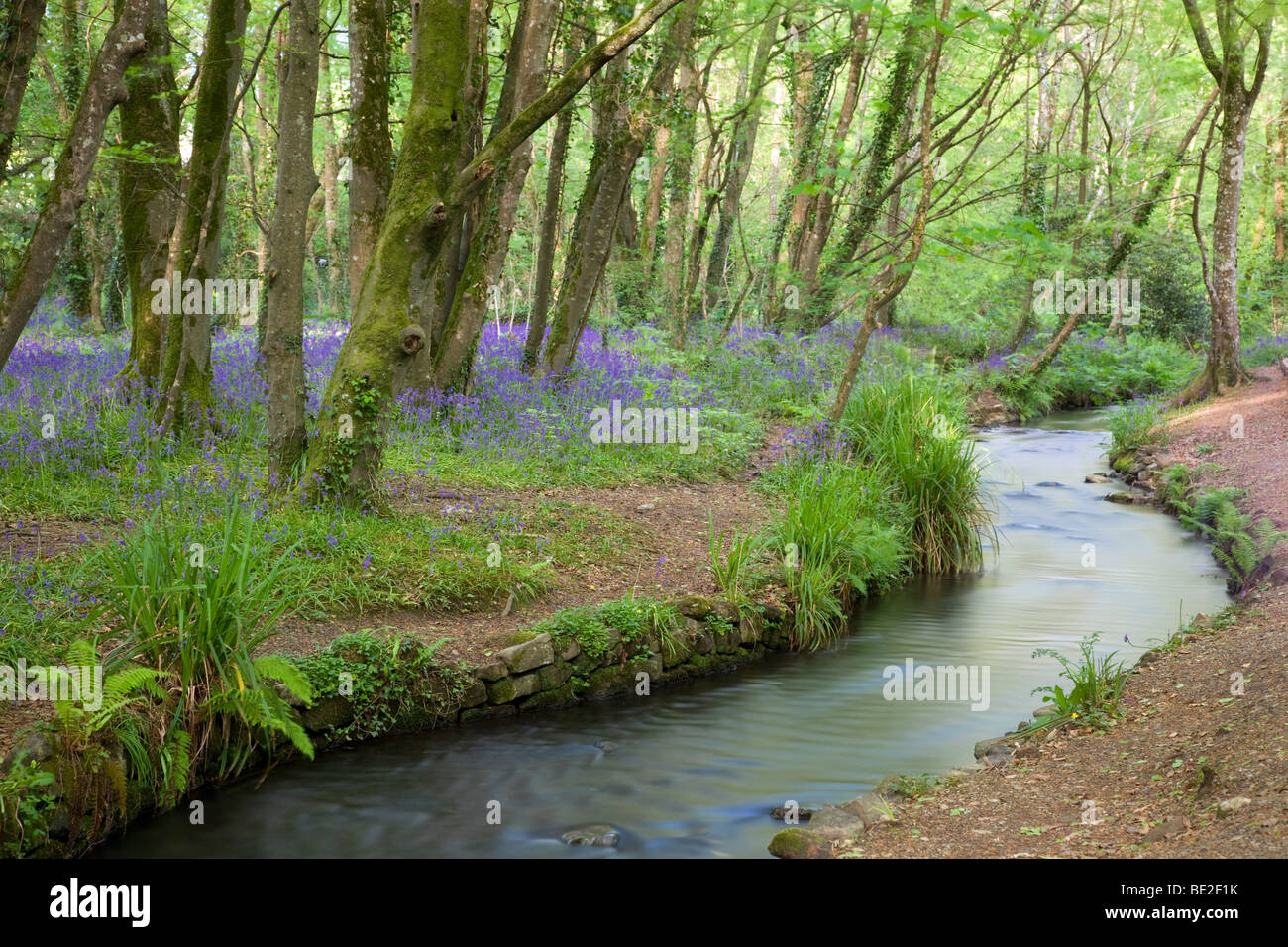 Bluebells in tehidy country park hi-res stock photography and images ...