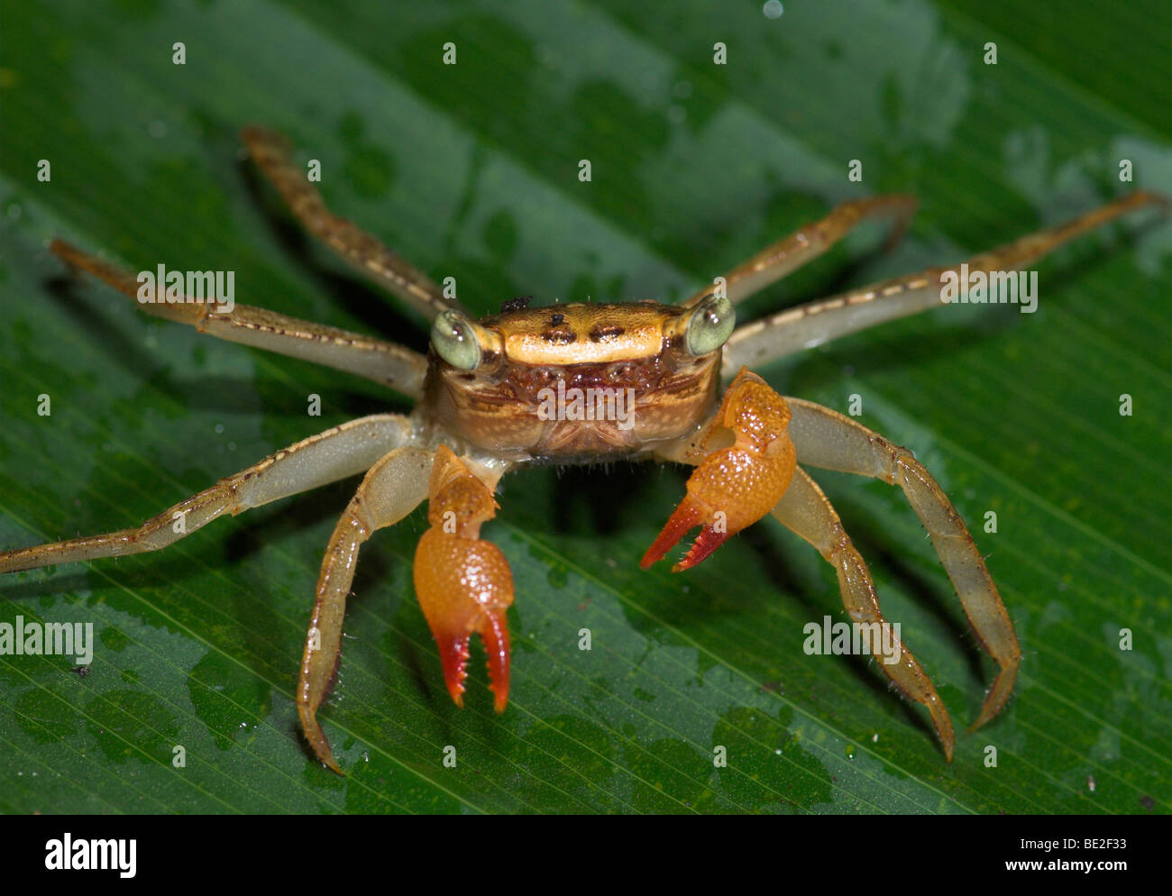 Marsh Crab Family: Sesarmidae Hacienda Baru Costa Rica tropical jungle ...