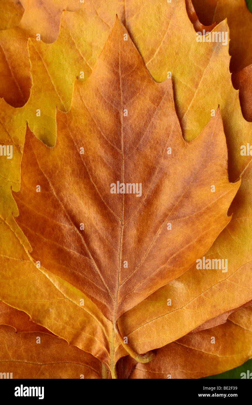 Autumn leaves still-life composition Stock Photo - Alamy