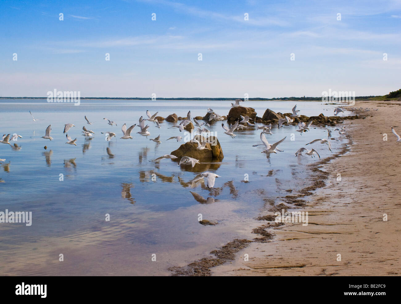 Cape cod water birds hi-res stock photography and images - Alamy