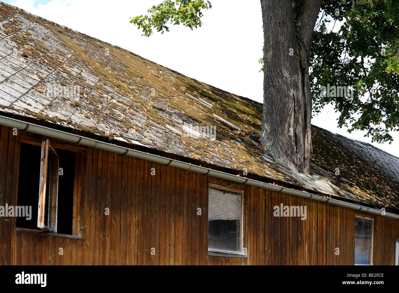 Tree growing through roof hi-res stock photography and images - Alamy