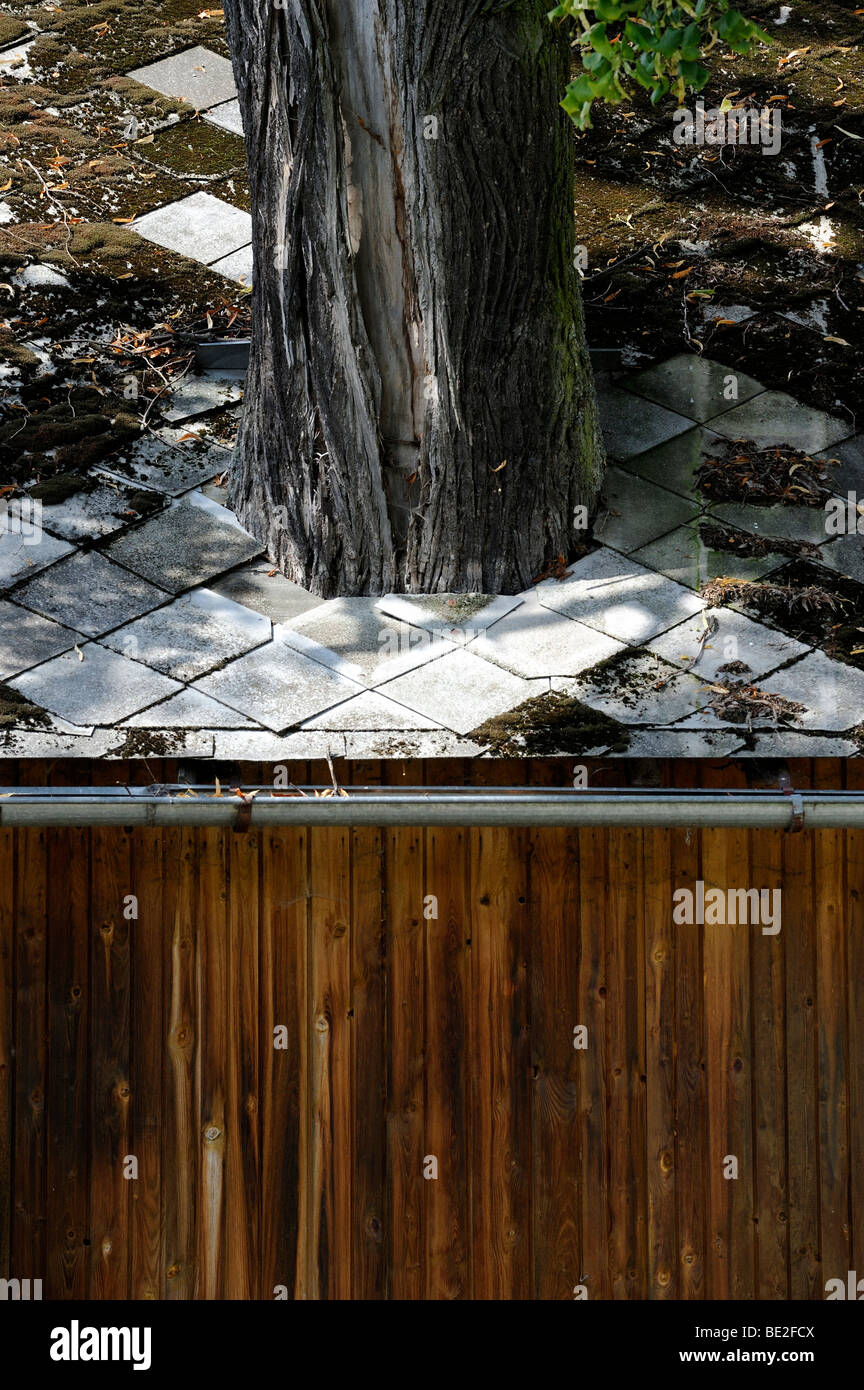 Big Tree growing out of house roof Stock Photo - Alamy