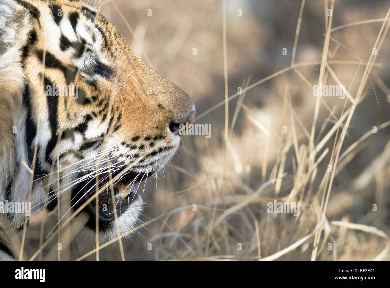 Tiger Face Close Up High Resolution Stock Photography and Images - Alamy