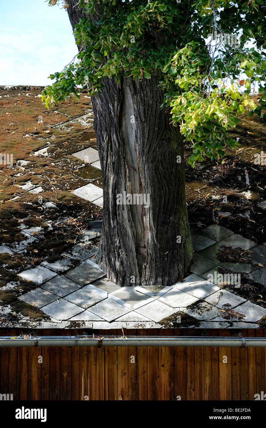 Tree growing through roof hi-res stock photography and images - Alamy