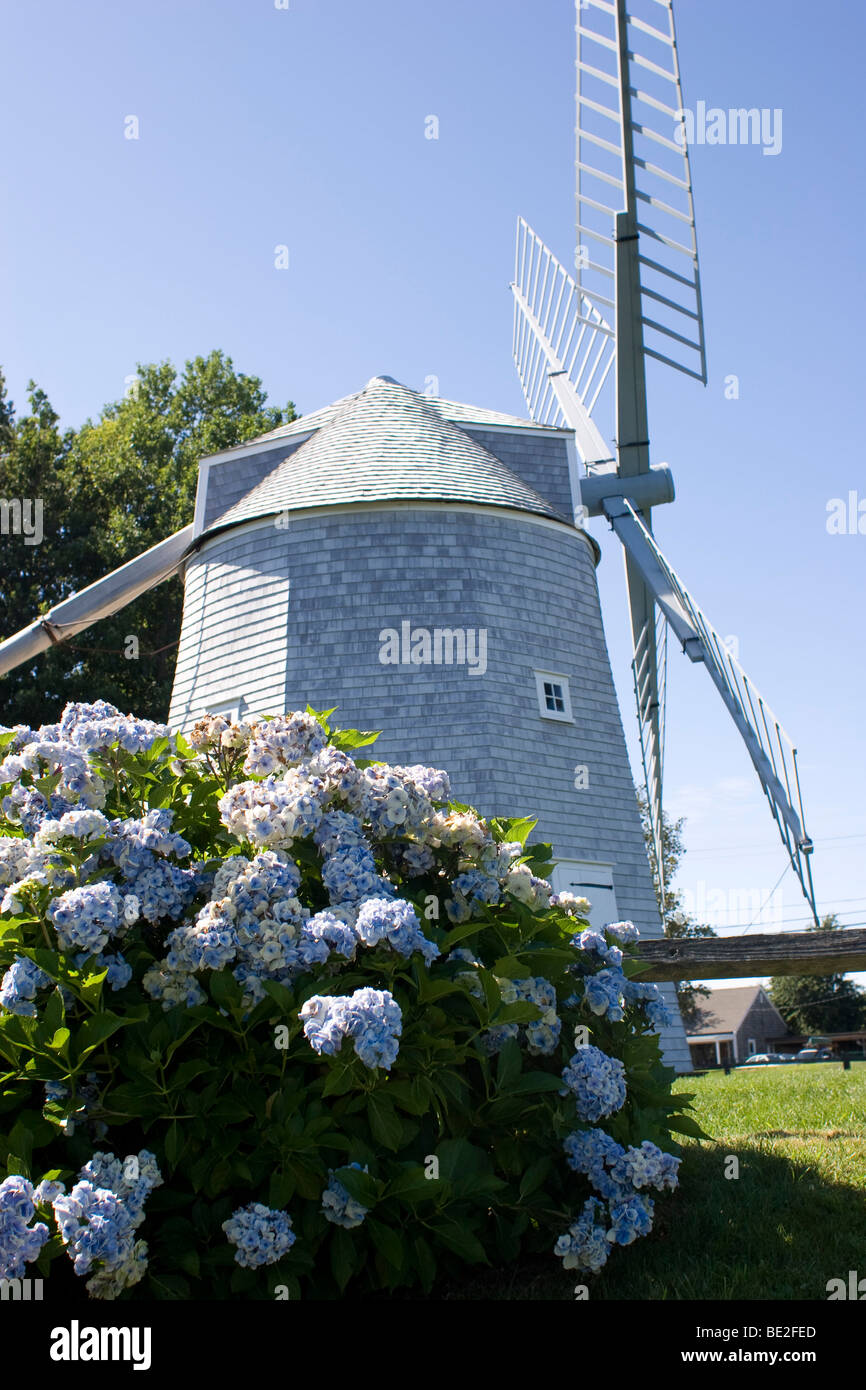 Ma hydrangea hi-res stock photography and images - Alamy