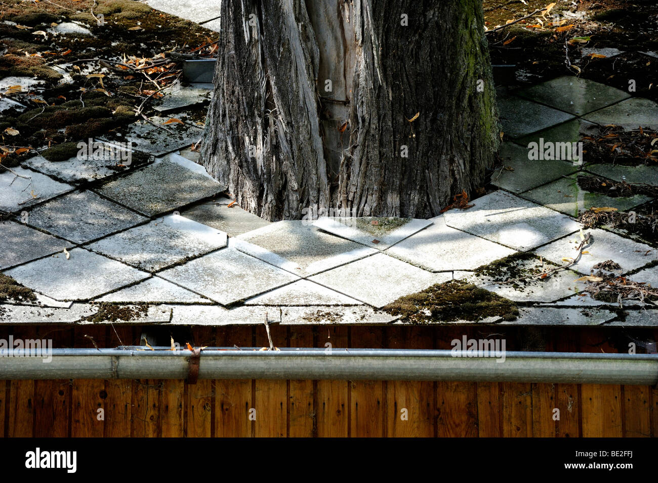 Tree growing through roof hi-res stock photography and images - Alamy