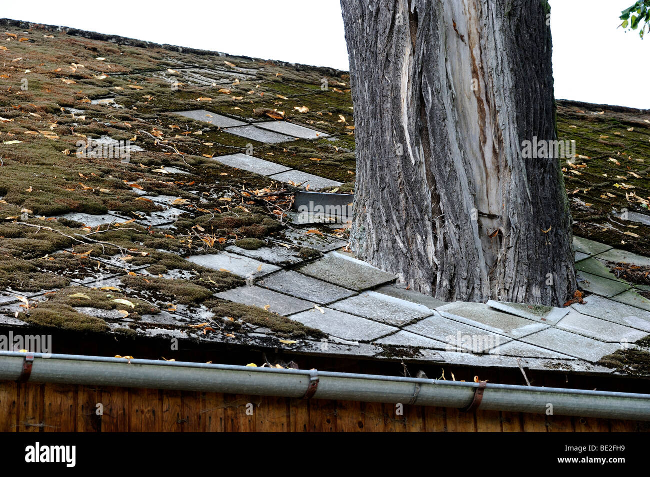 Tree growing through roof hi-res stock photography and images - Alamy