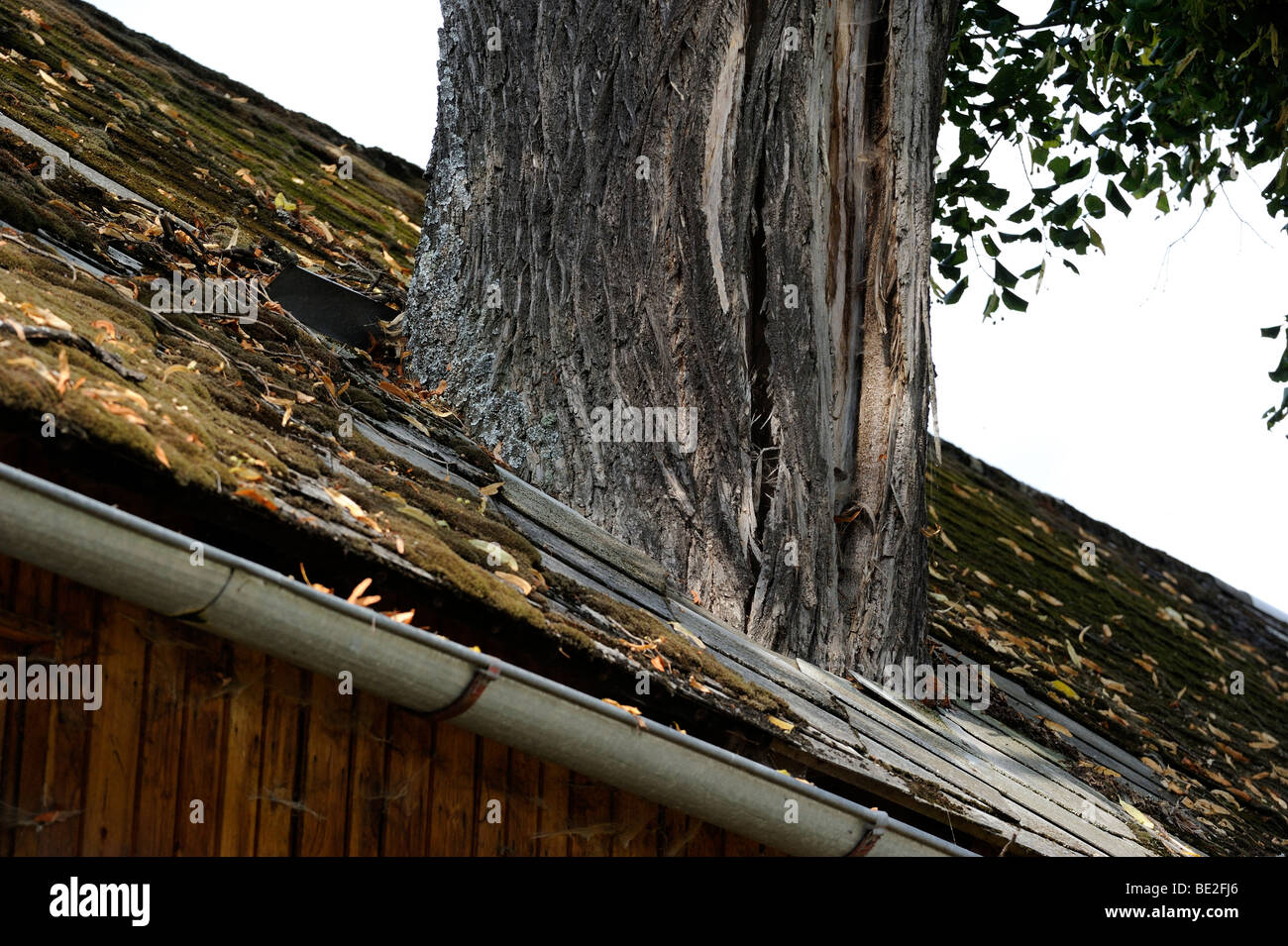 Tree growing through roof hi-res stock photography and images - Alamy