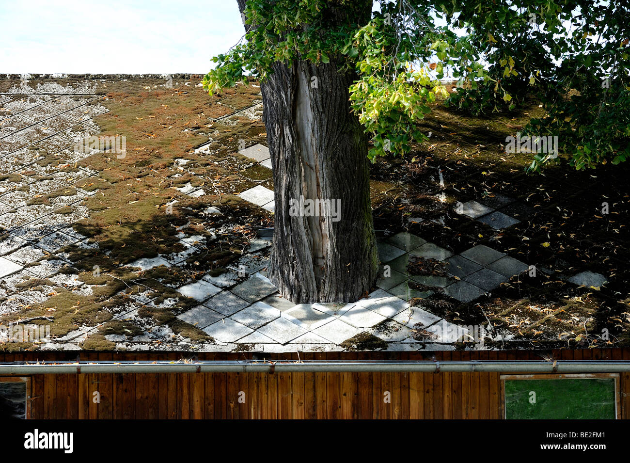 Tree growing through roof hi-res stock photography and images - Alamy