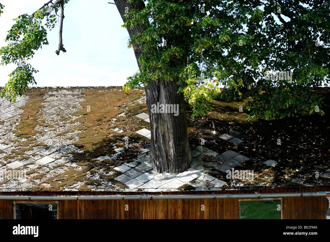 Tree growing through roof hi-res stock photography and images - Alamy