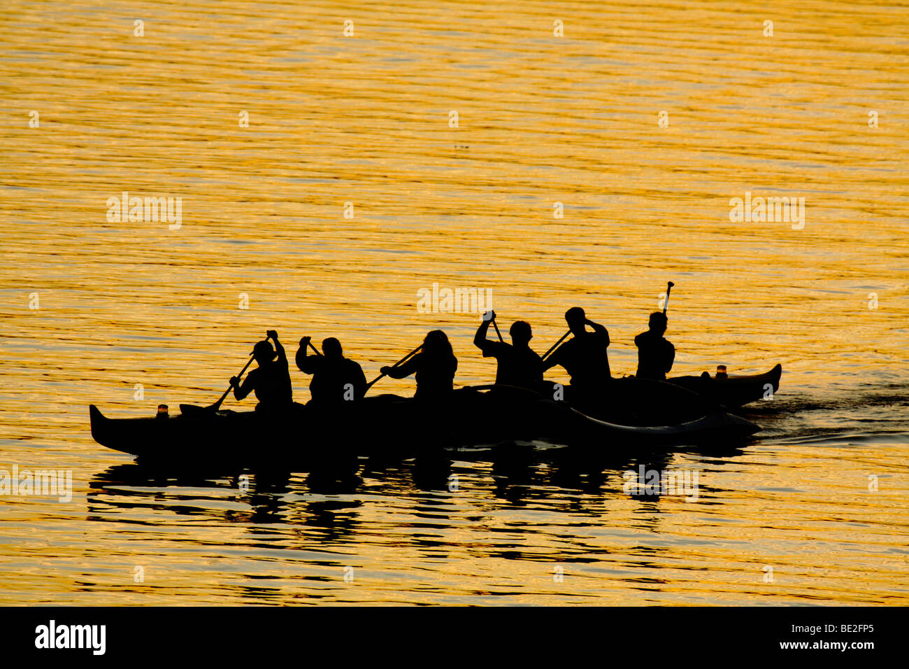 Paddling team practicing in harbour at sunset-Victoria, British ...