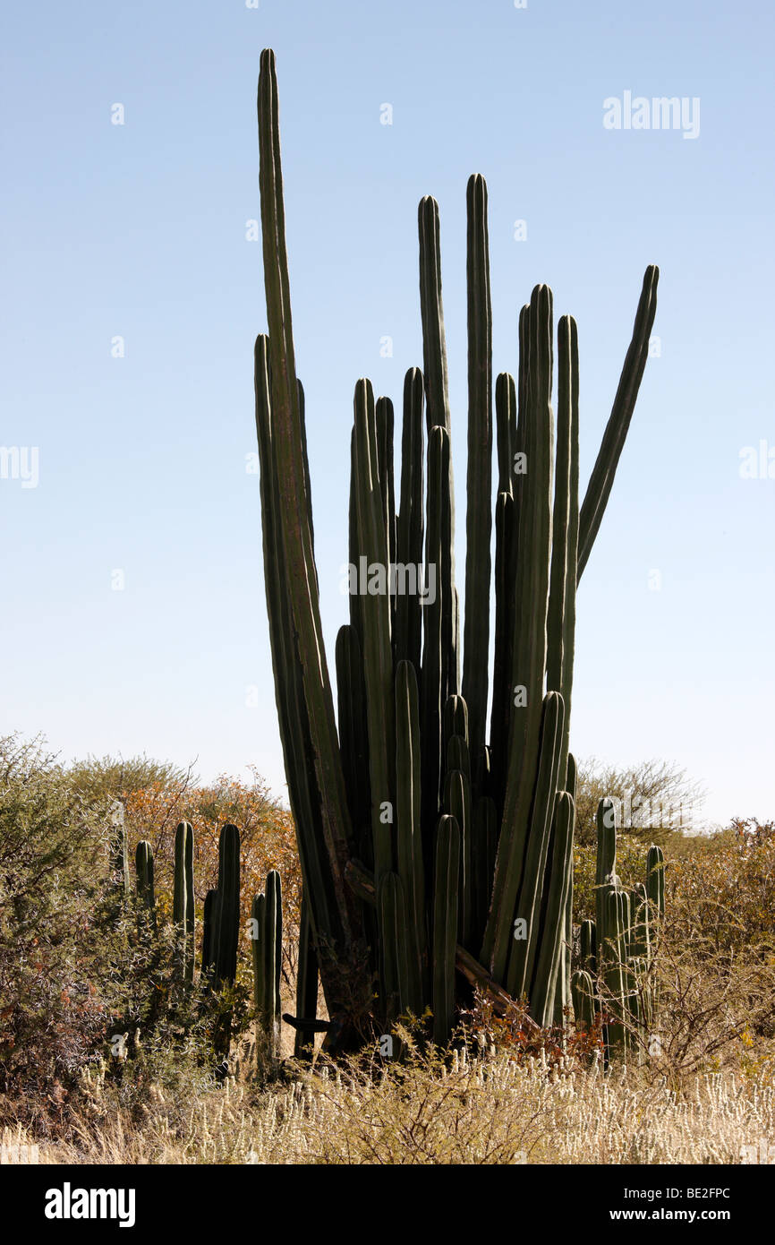 Giant Cactus in Damaraland in Namibia Stock Photo - Alamy