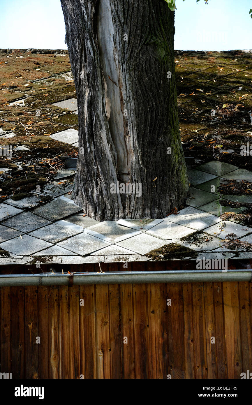 Tree Growing Through Roof High Resolution Stock Photography and Images ...