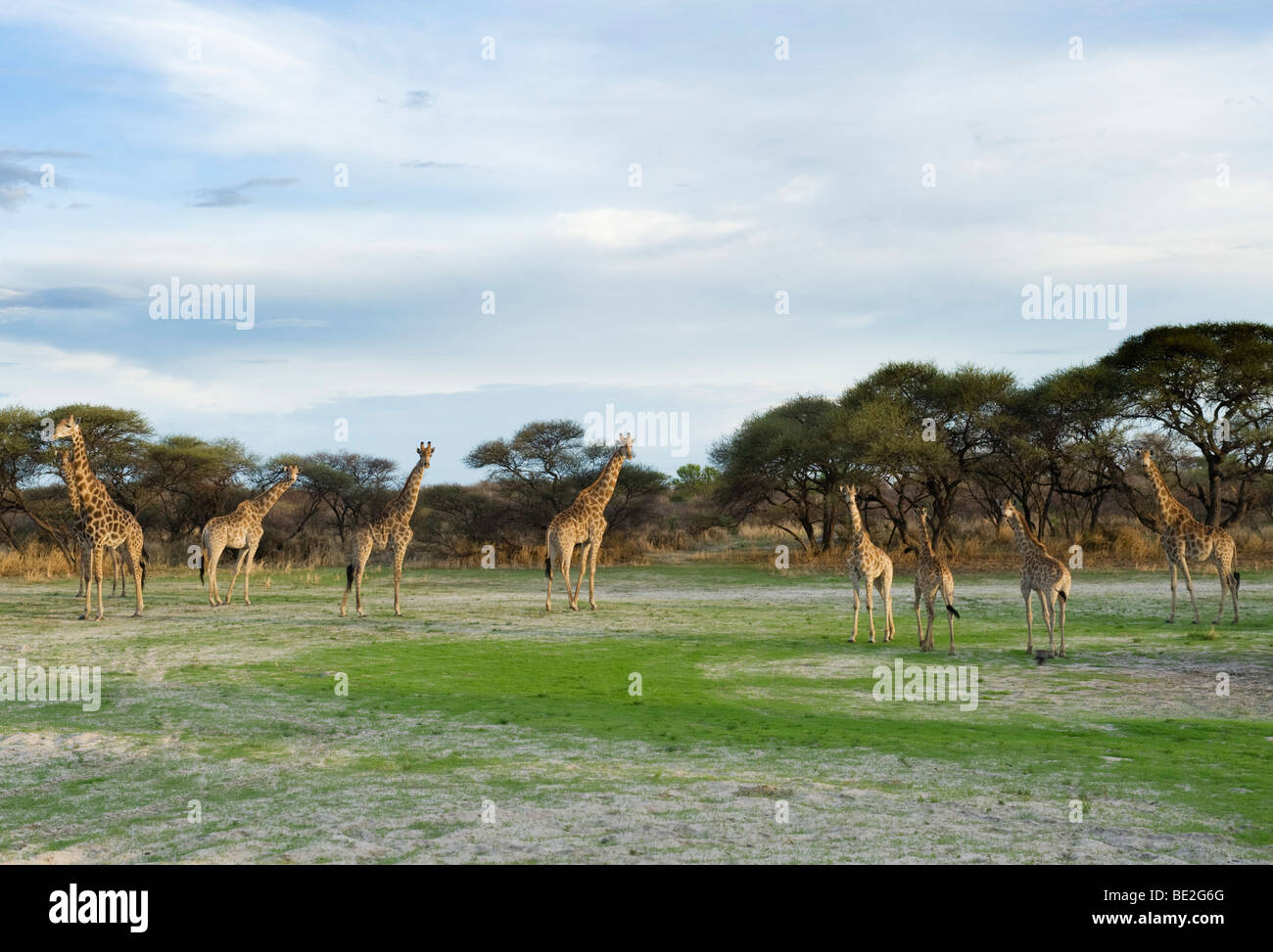 Giraffes giraffa camelopardalis herd hi-res stock photography and ...