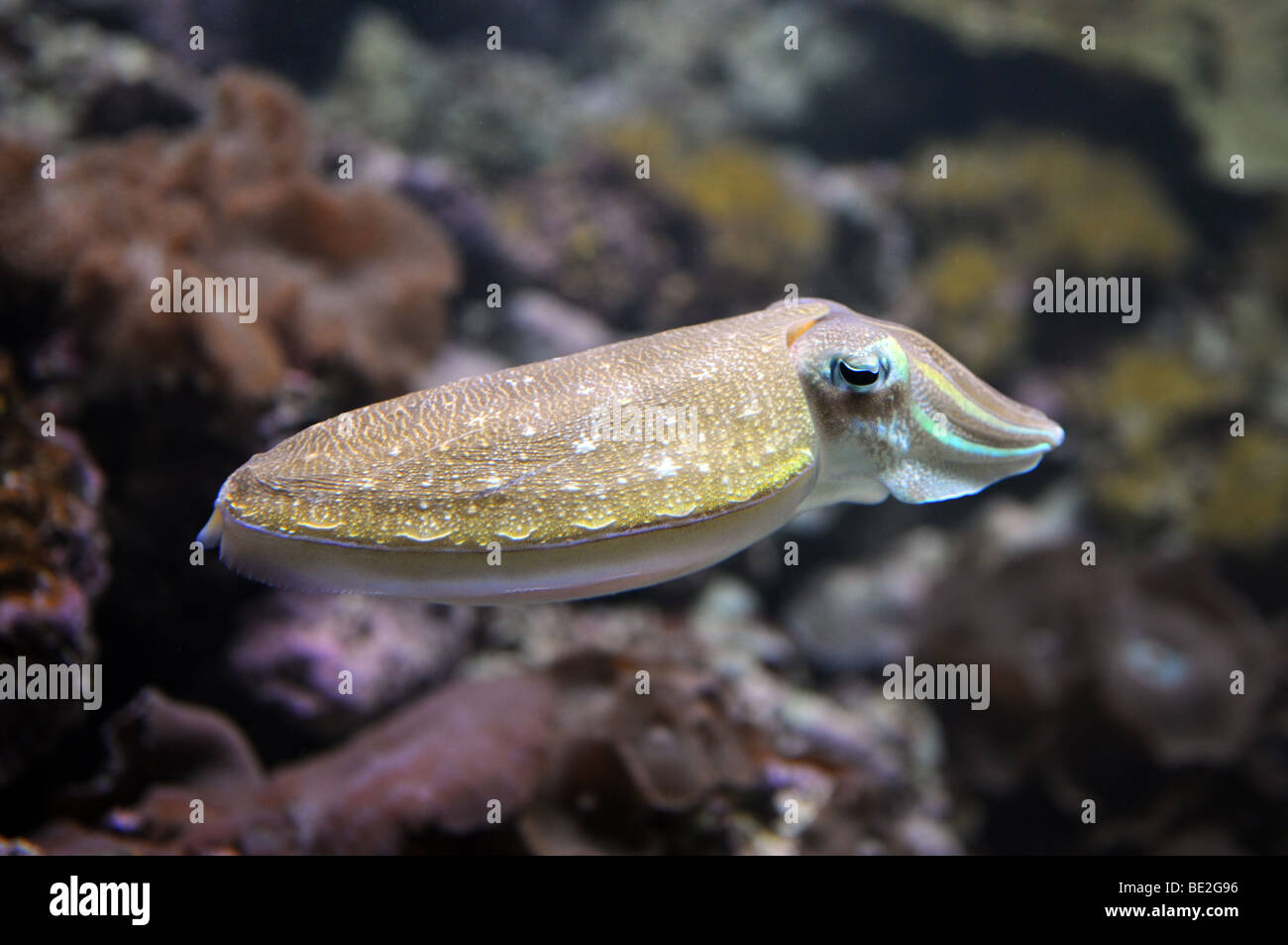 Cuttlefish swimming in its natural environment Stock Photo - Alamy