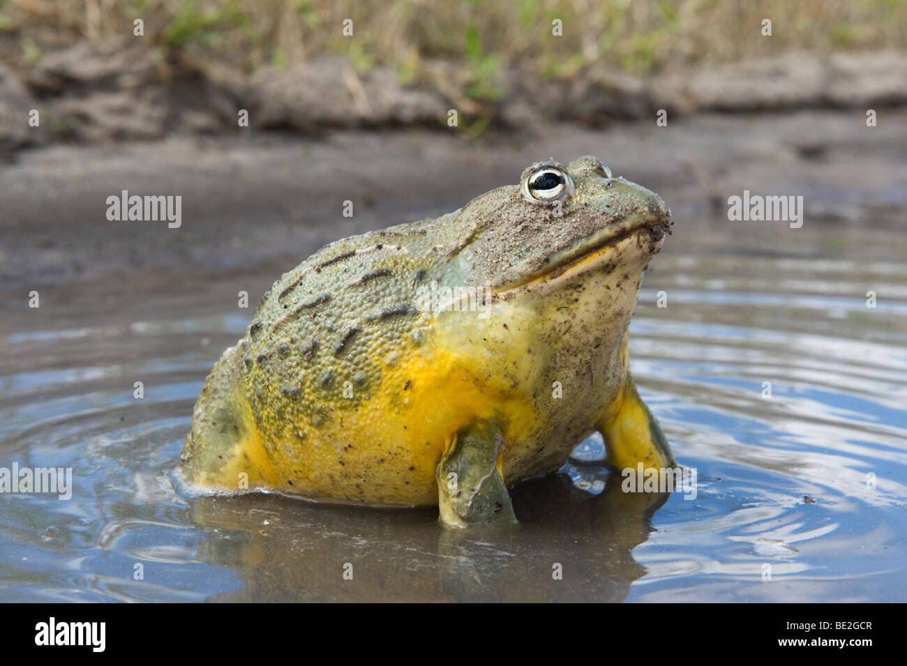 African bullfrog (Pyxicephalus adspersus), Central Kalahari, Botswana ...