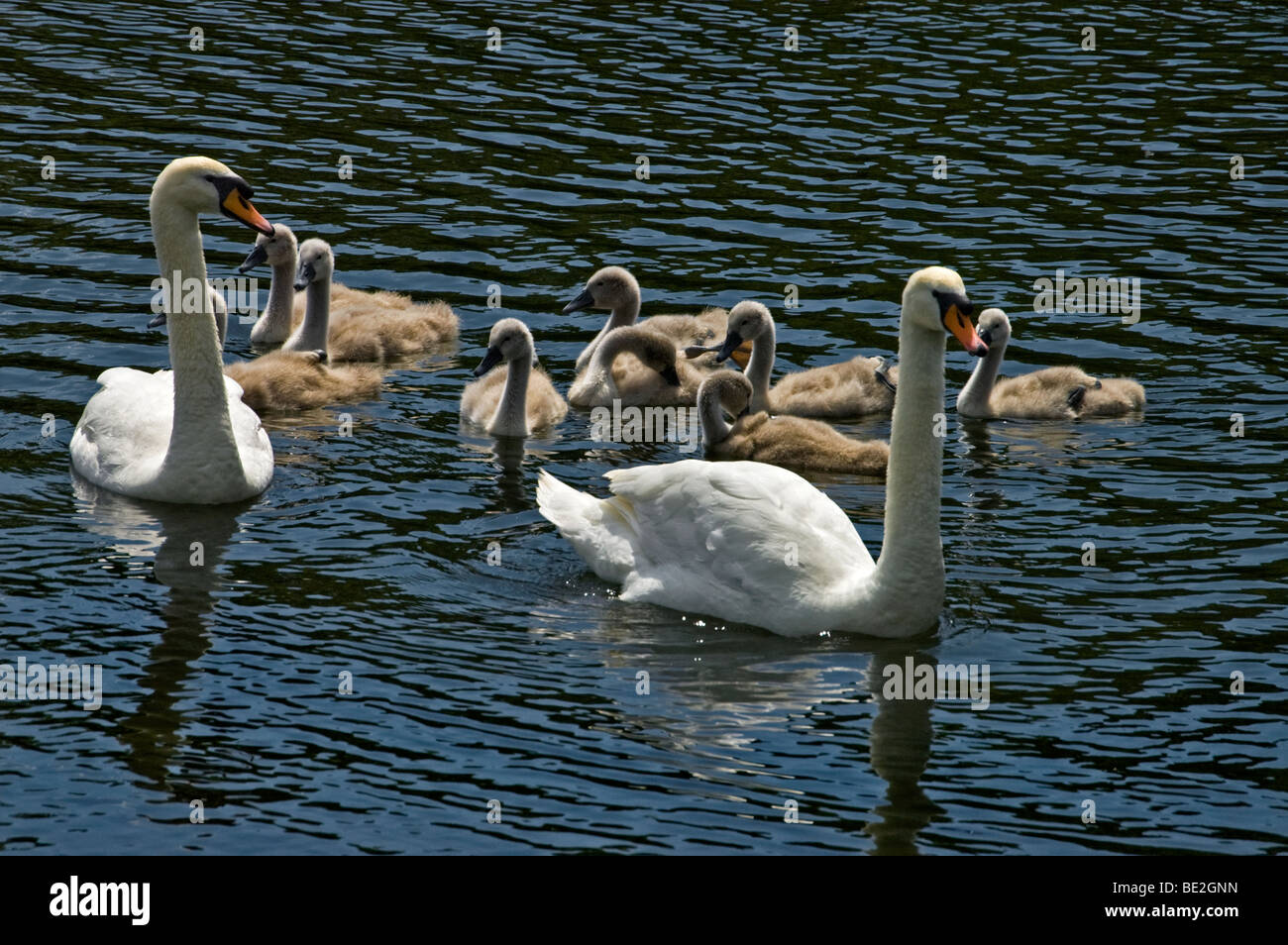 Pair of Swans with nine Signets Stock Photo - Alamy