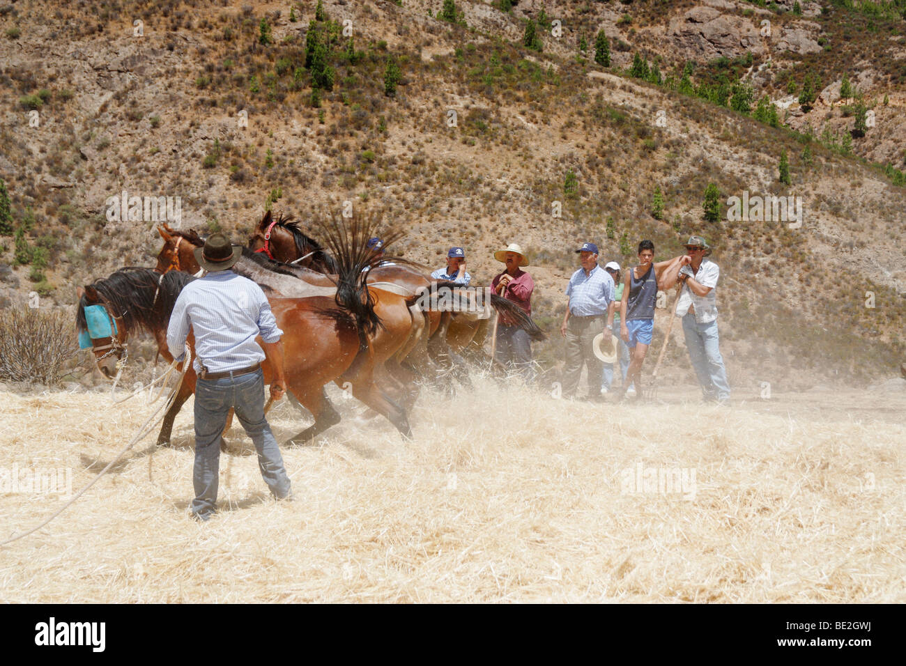 Threshing wheat hi-res stock photography and images - Alamy