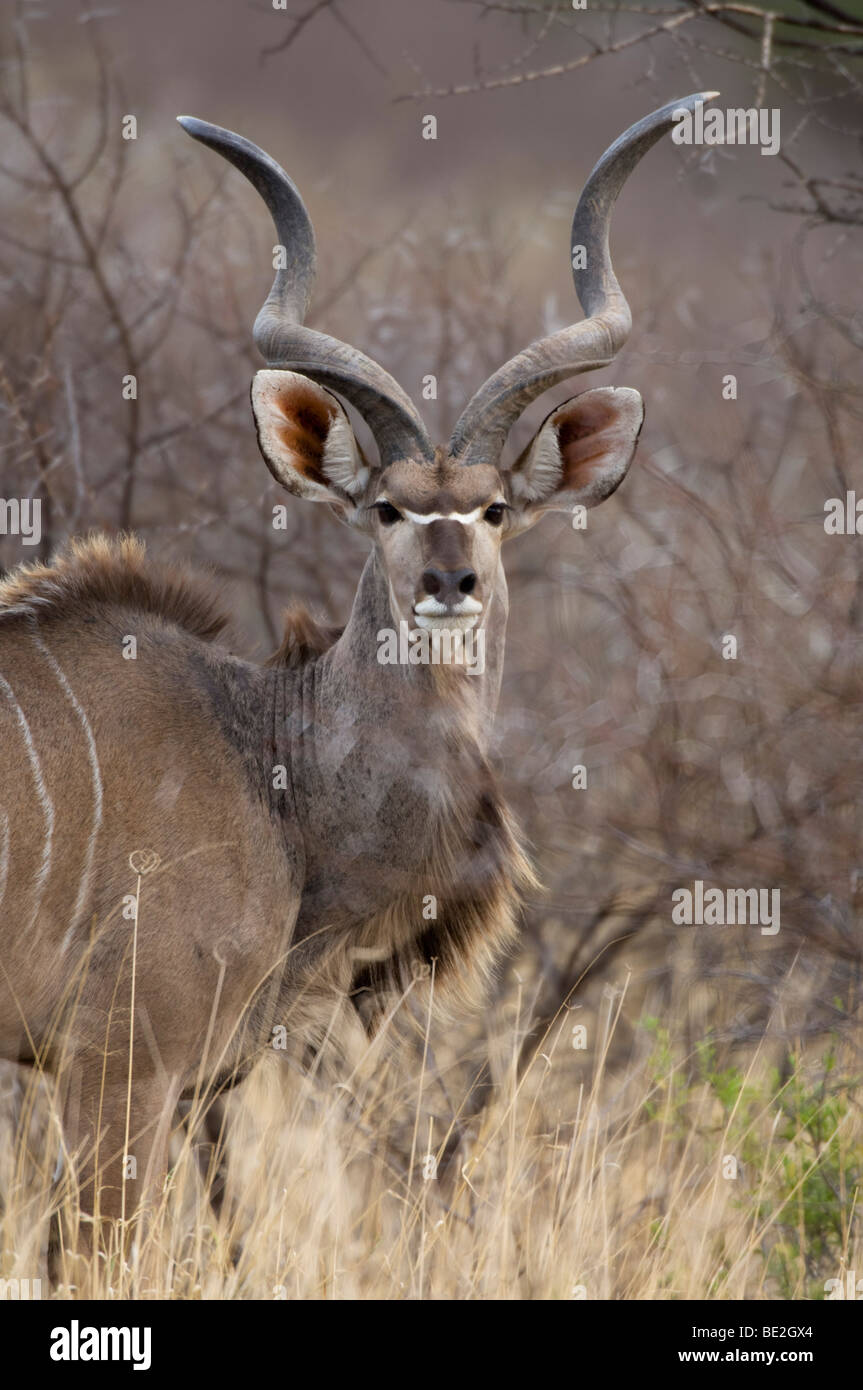 Kudu face close up hi-res stock photography and images - Alamy