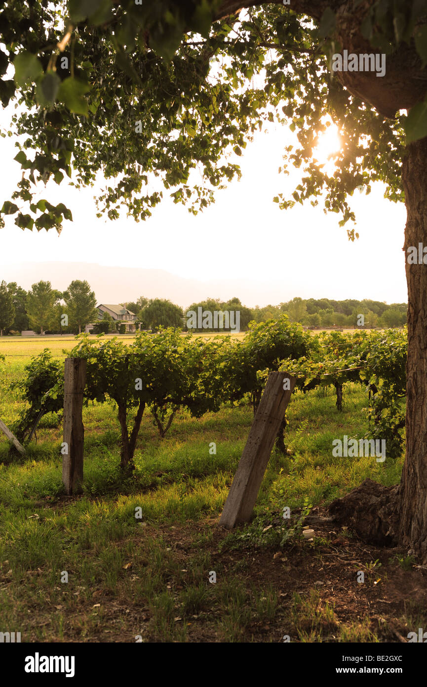 USA, New Mexico, Albuquerque-Anderson Valley Vineyards Stock Photo - Alamy