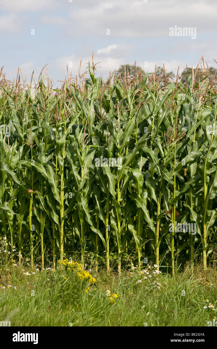 Organic maize crop growing in a field in England Stock Photo - Alamy