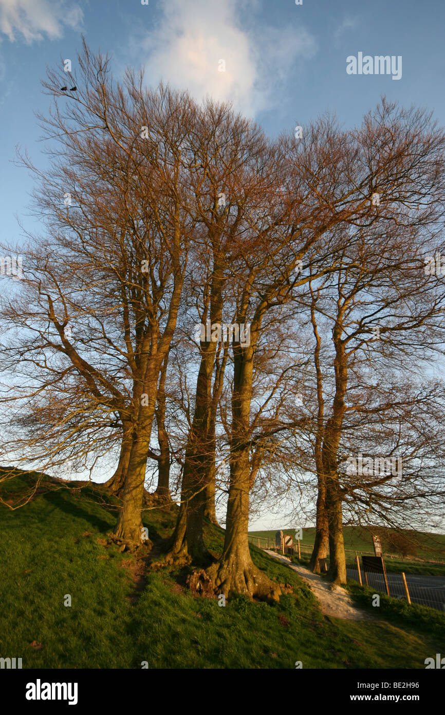 Low angle shot of trees at Avebury England Stock Photo - Alamy