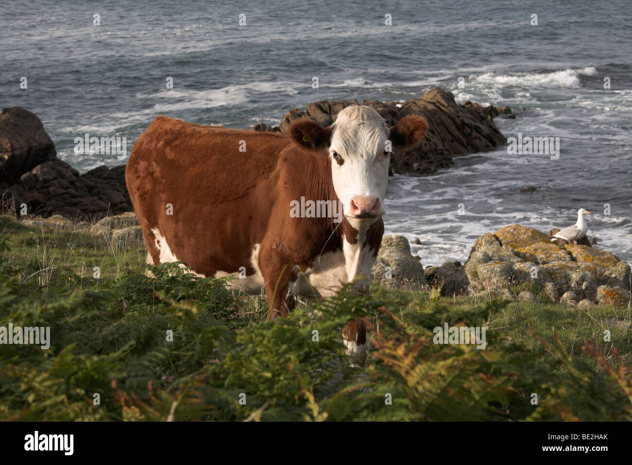 One sea cow hi-res stock photography and images - Alamy