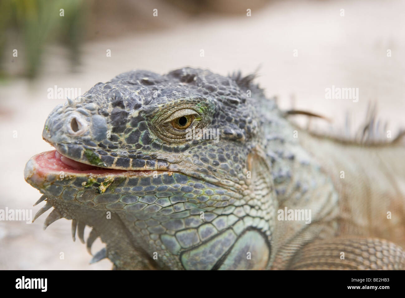 Blue iguana hi-res stock photography and images - Alamy