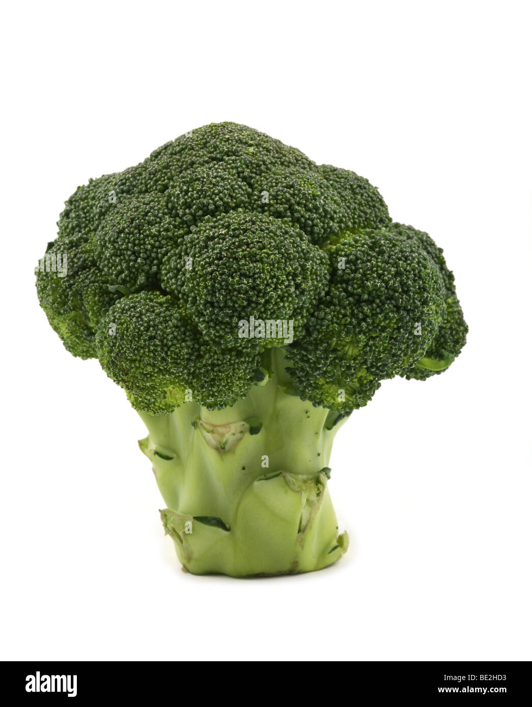 A large piece of uncooked broccoli on a white background Stock Photo ...