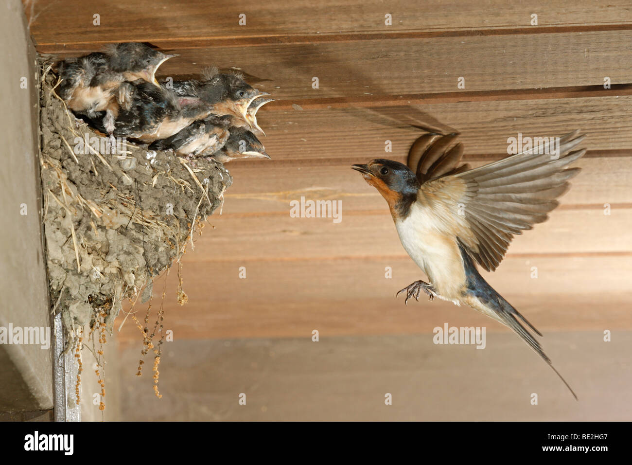 Barn Swallow at Nest Stock Photo - Alamy