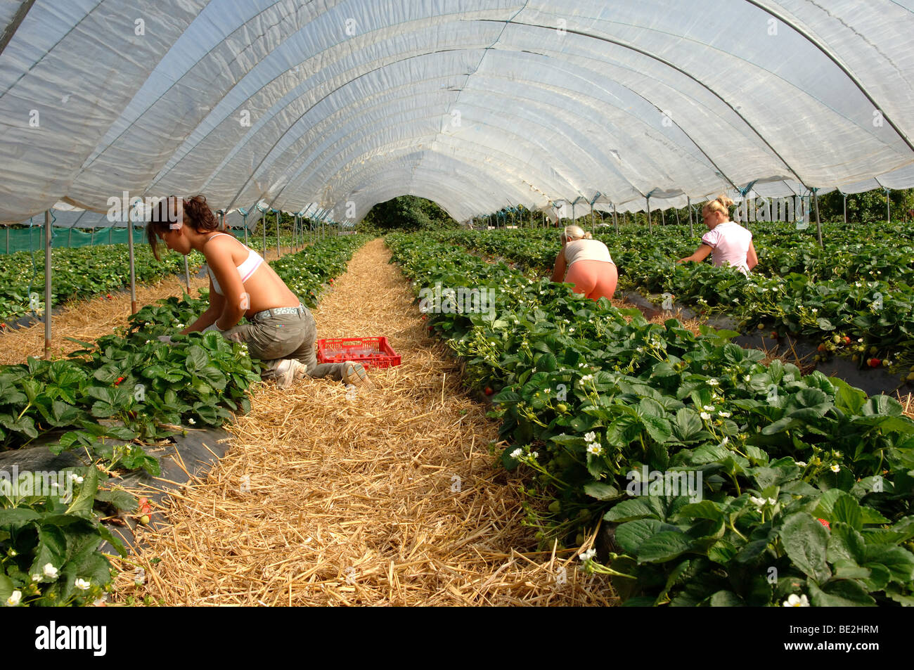 East European workers picking strawberries under poly tunnels Stock ...