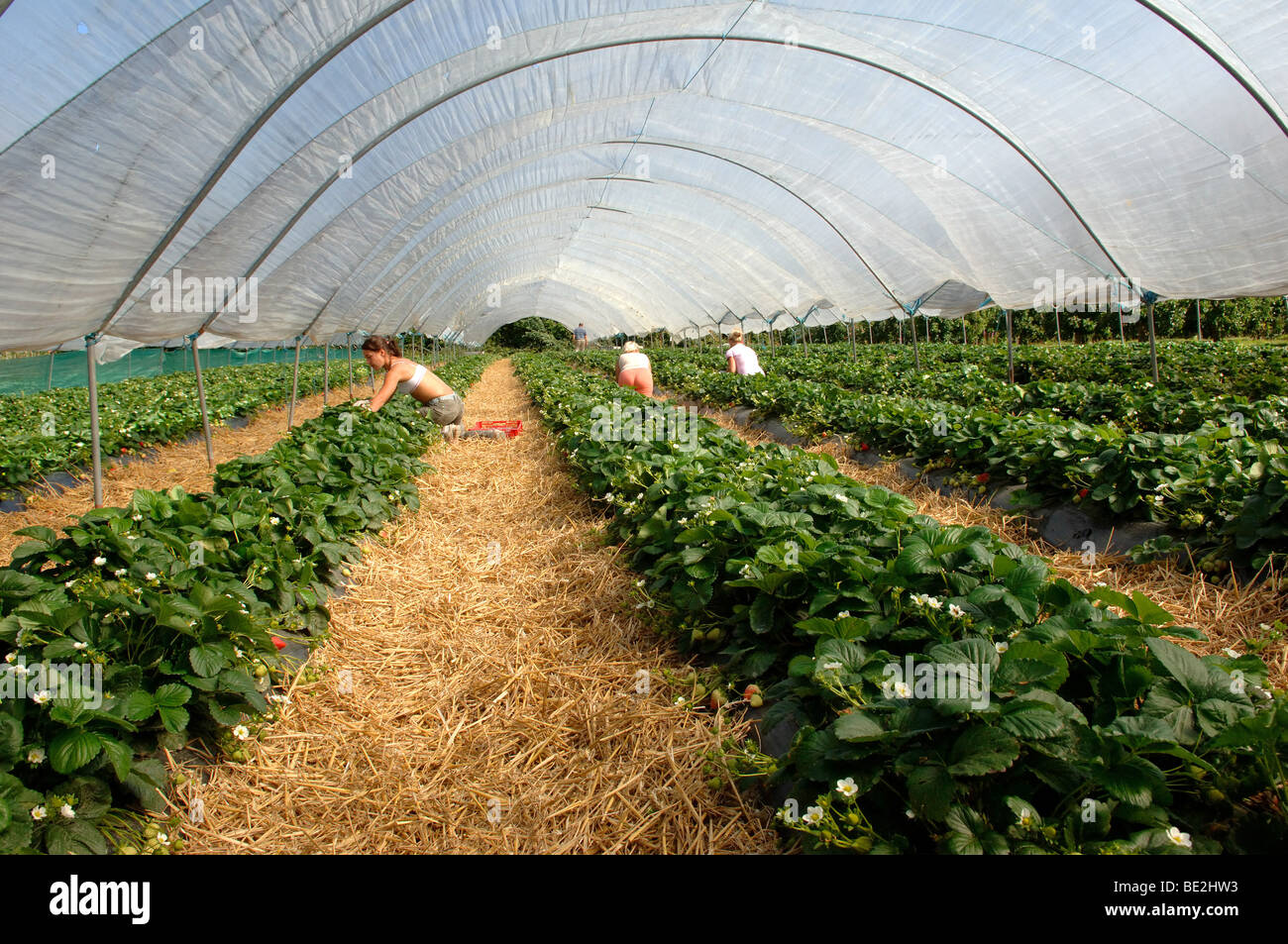Strawberry polytunnel polytunnels strawberries hi-res stock photography ...