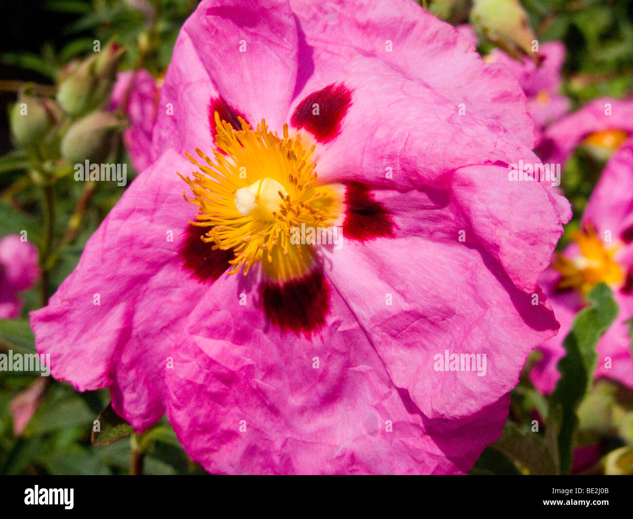 Cistus purpureus / Rockrose flower Stock Photo - Alamy