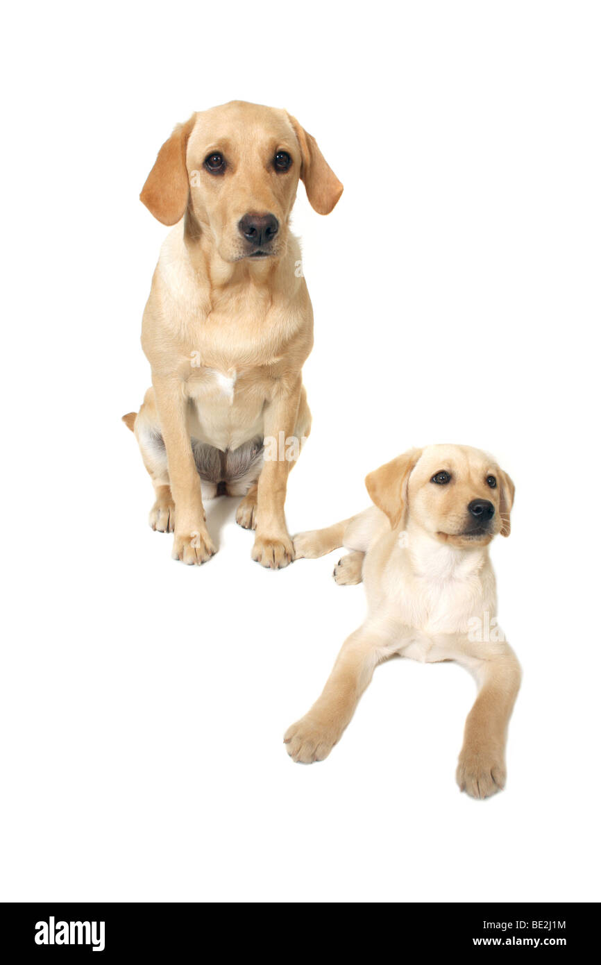 Two female Labrador Retrievers Stock Photo - Alamy
