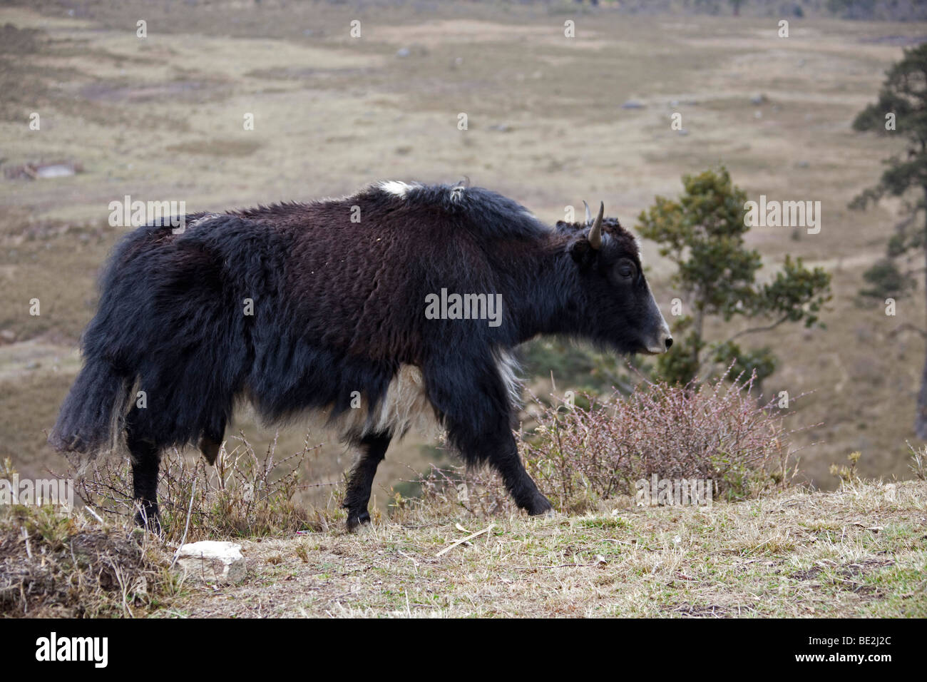 Yak milk asia hi-res stock photography and images - Alamy