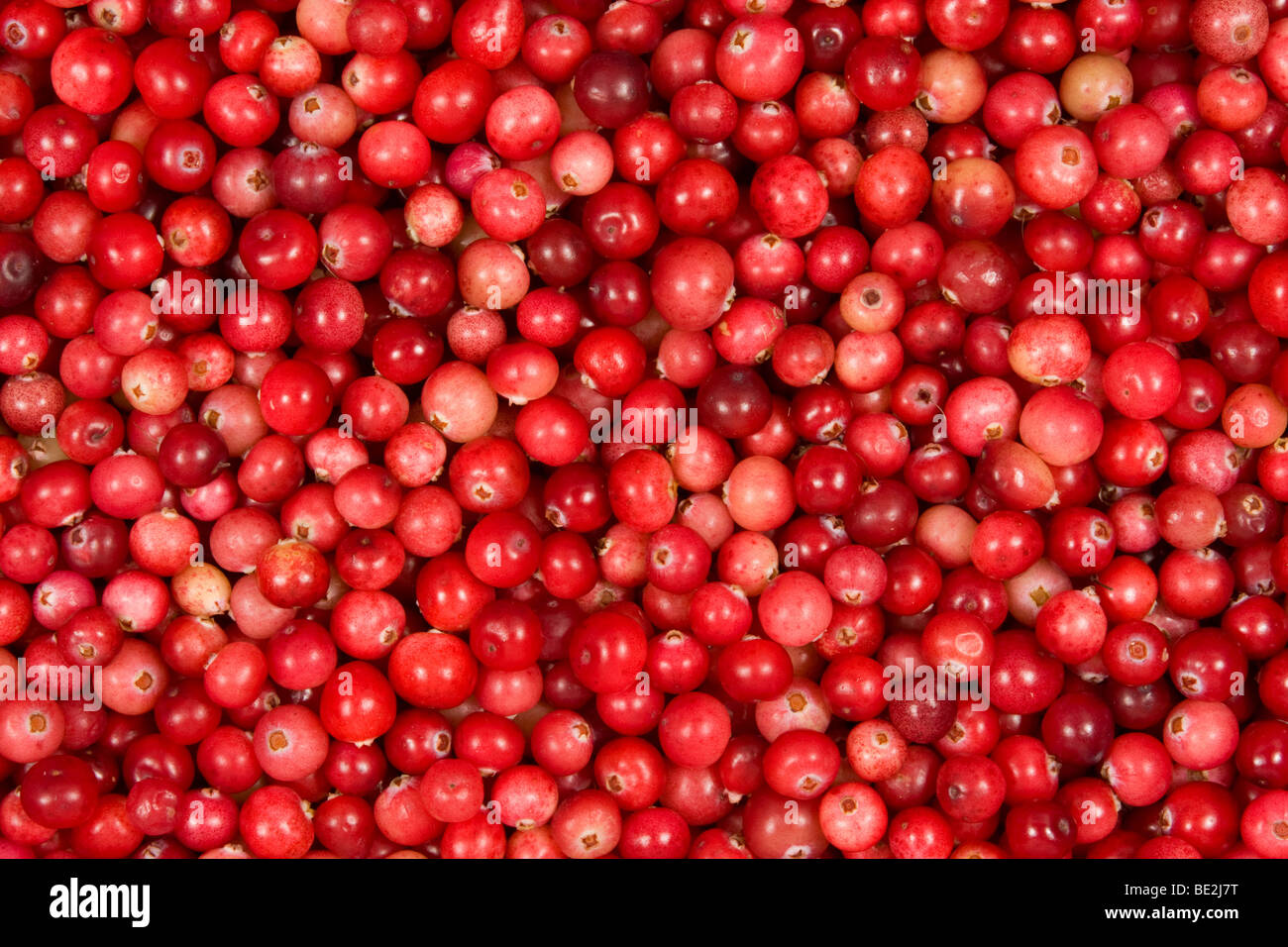 Ripe red wild cranberries, pure freshness Stock Photo - Alamy